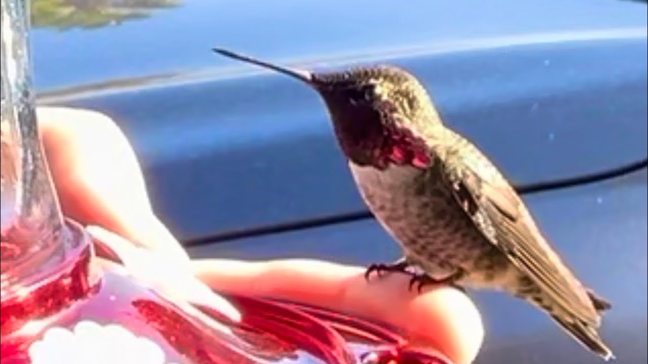 Hummingbird landing on finger for first time - YouTube