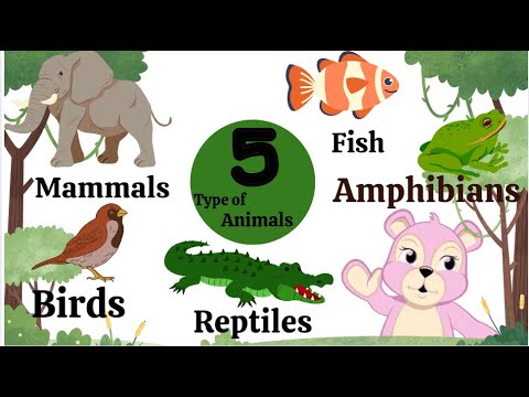 Animal classification for Kids | Mammals, Birds, Reptiles, Amphibians ...