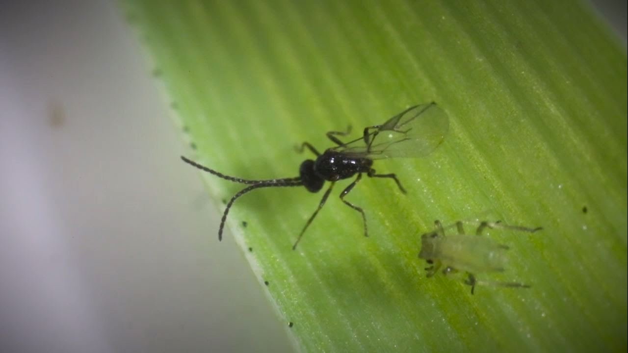 Prairie Insects: The Good, The Bad, and the Useful - YouTube
