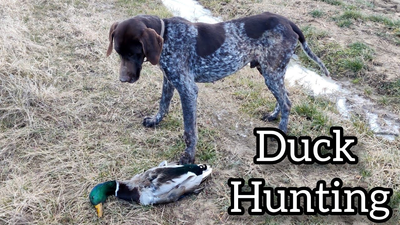 Duck Hunting German pointer Dog /Gjuetia e Rosave Në Lumin Sitnica 2023 ...
