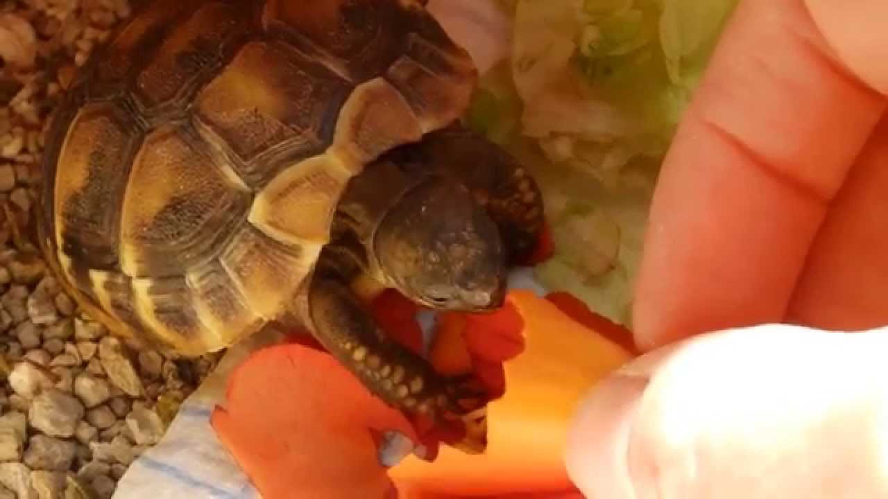 Baby Turtle Eat - YouTube