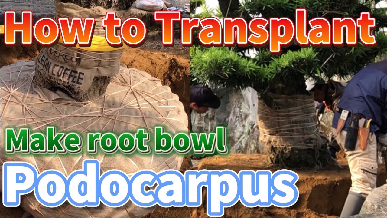 How to Transplant huge Podocarpus! Make beautiful root bowl! - YouTube