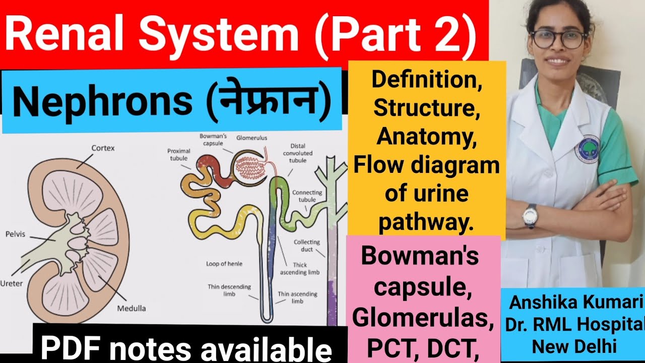 Renal system 2 // Anatomy and physiology of Nephrons in Hindi// Nursing ...