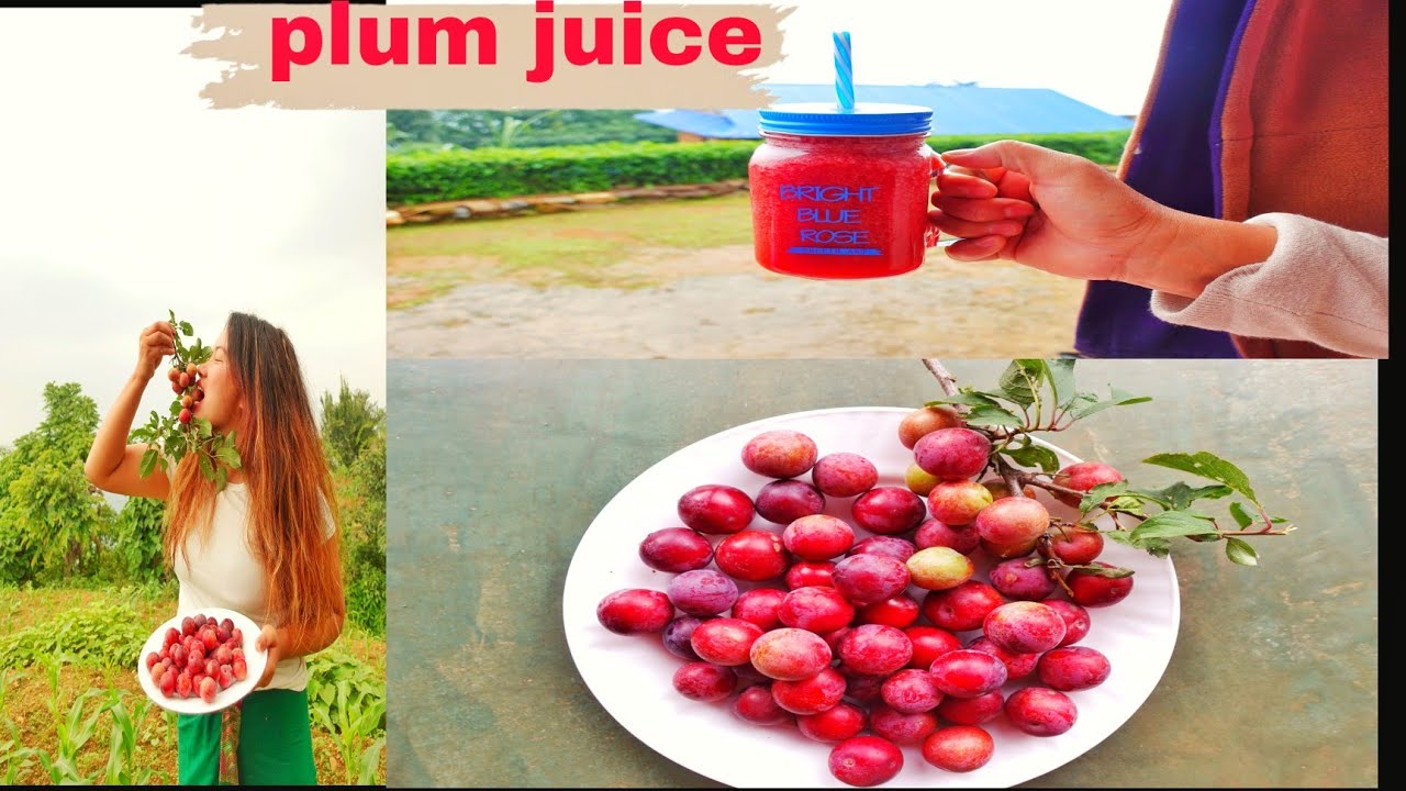 Picking Local Plum in village|| Righa( रिघा ) - YouTube