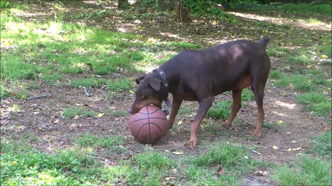 10 Hours of my Dog playing with a Basketball - YouTube