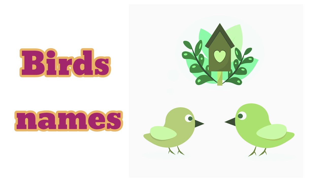 Learn birds vocabulary for toddler with spellings and picture / Birds ...