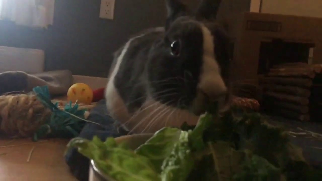 Slow Motion Eating - YouTube