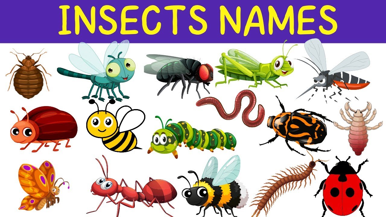 Insects Names | 30+ Insects Names In English For Kids | Insects ...
