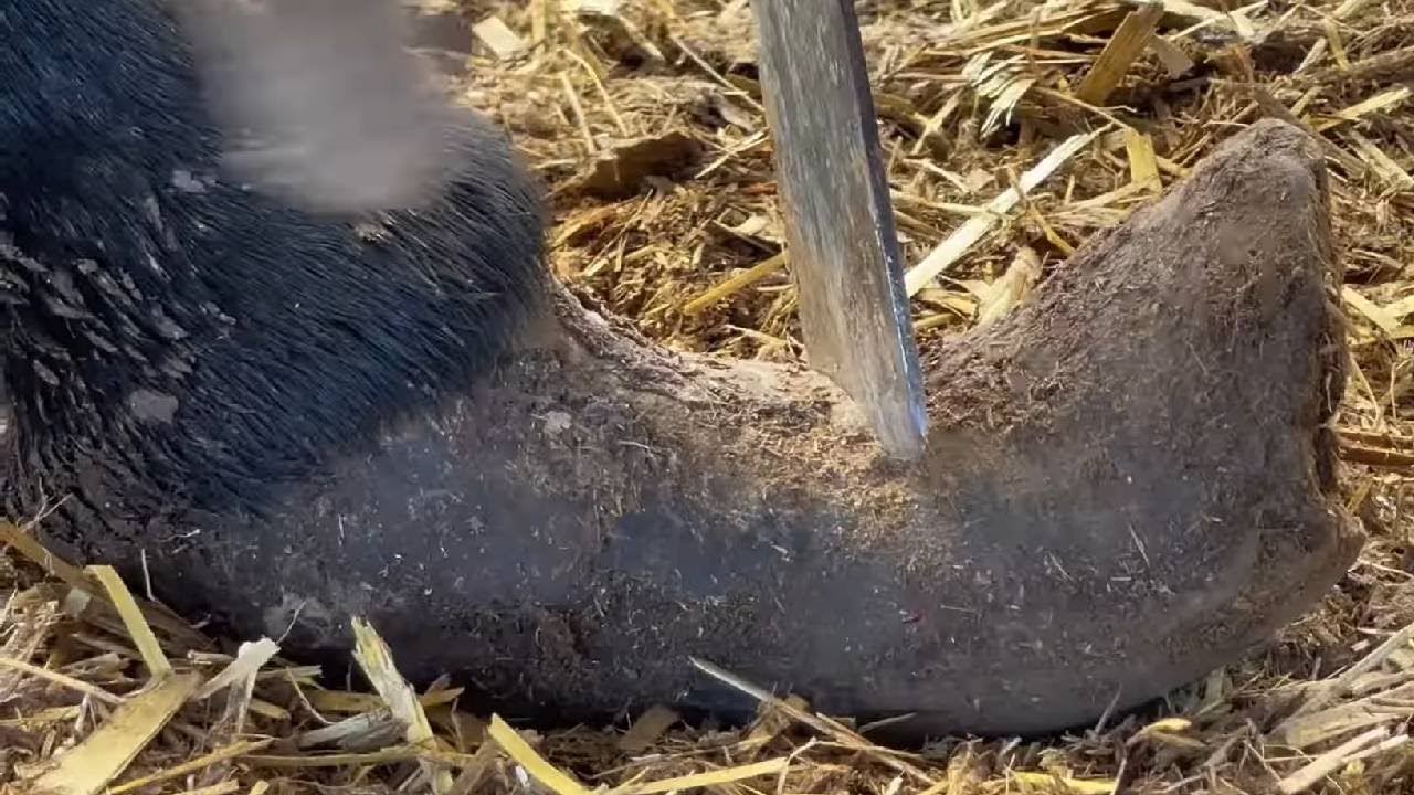 Donkey's Hoof Has Been Growing Wildly For Four Years Without Being ...