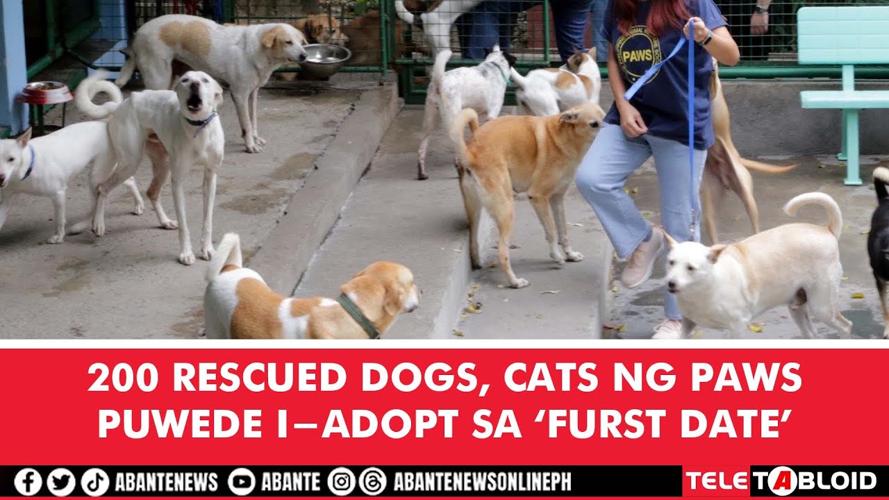 200 rescued dogs, cats ng PAWS puwede i-adopt sa ‘FURst Date’ - YouTube