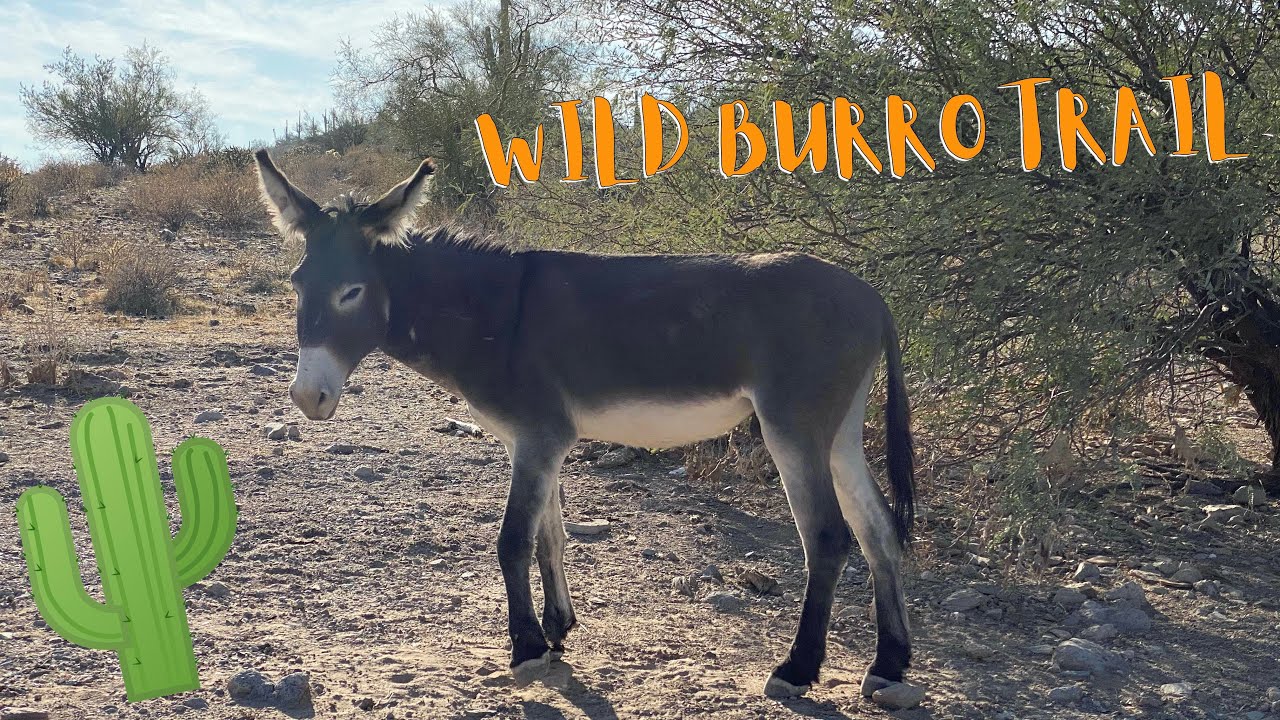 Wild Burro Trail & Rancho Manana Villa Tour! Phoenix Arizona - YouTube
