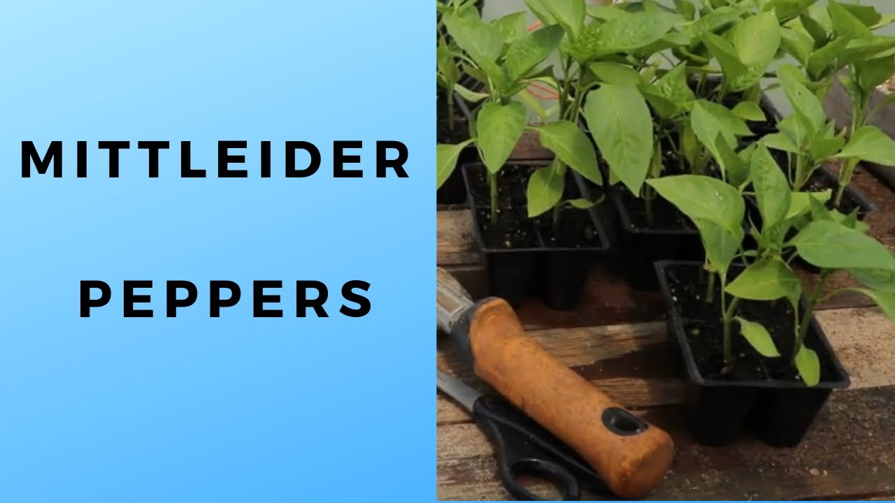 Transplanting peppers in a Mittleider garden - Mittledier Gardening ...