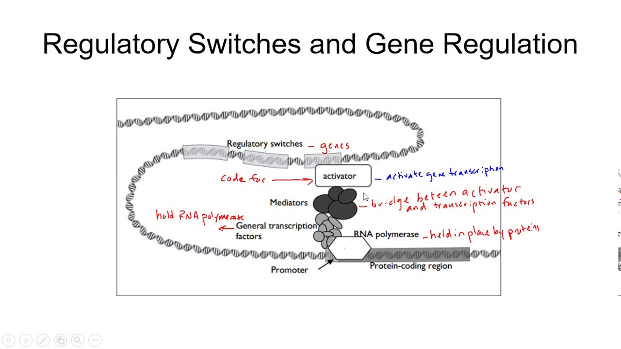 Review: Gene Expression, Lac/Trp Operon - YouTube