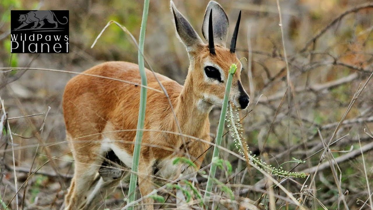 Steenbok: Exploring the Enchanting World of Africa's Delicate Antelope ...