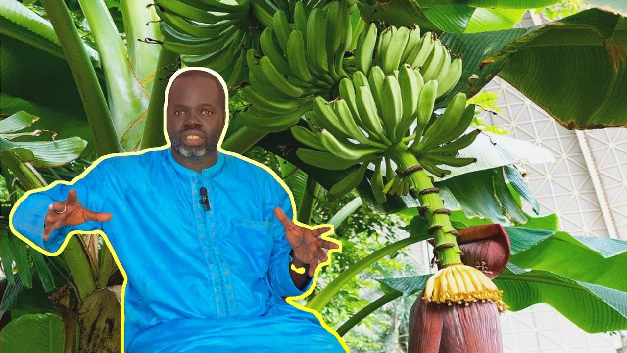 Le bananier ( Musa ) Pr Ousmane Ndiaye - SAMA XALAAT TV - YouTube