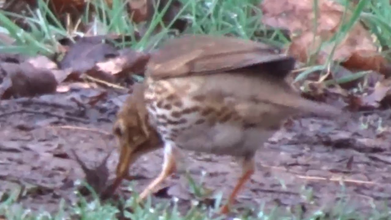 Song Thrush Eating Small Snake - YouTube