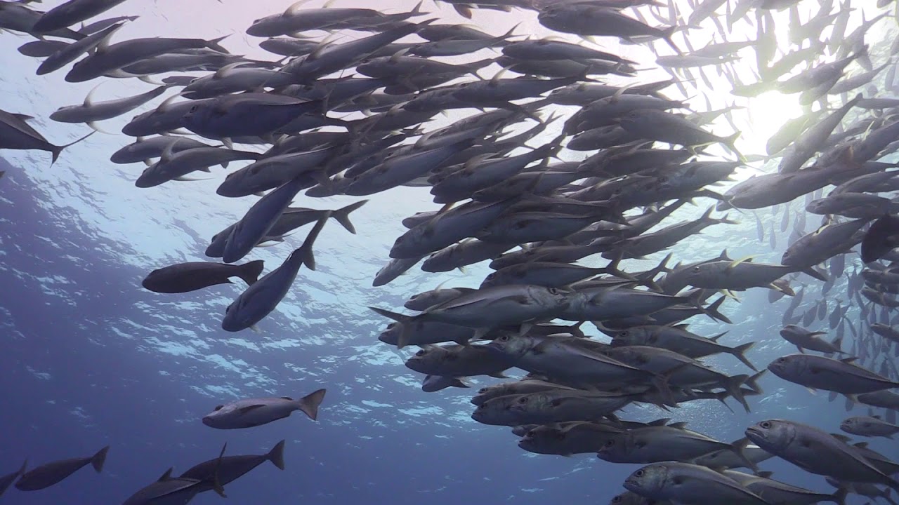 Diving in Raja Ampat at Cape Kri, a world famous dive site - YouTube