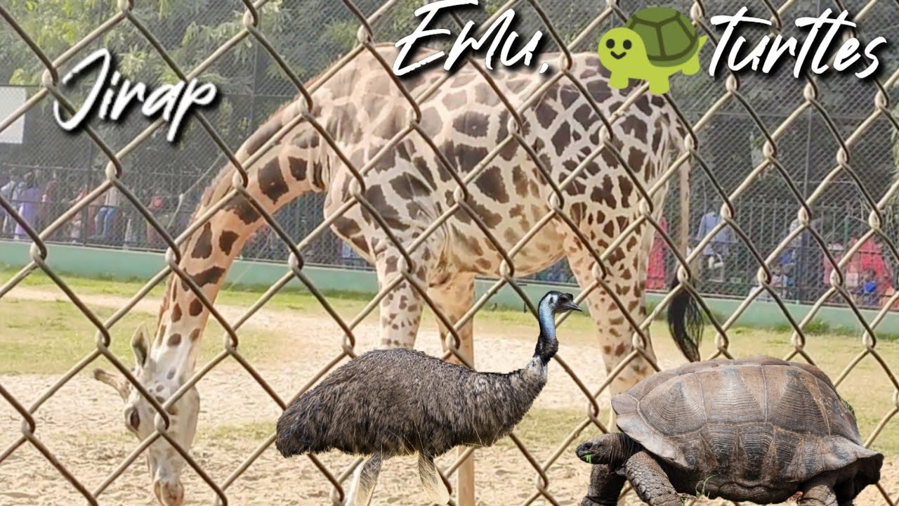 jirap, Emu, turtles🐢.. - YouTube