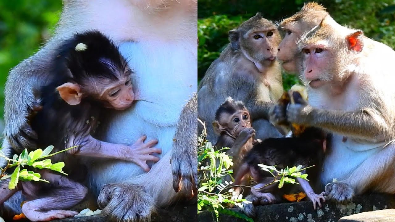 OMB! They Look So Beautiful Monkey Gathering #wildlife #monkey - YouTube