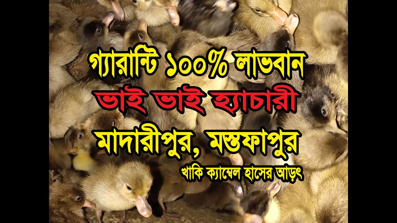 ভাই ভাই হ্যাচারী, মাদারীপুর মস্তফাপুর, হাসের খামার করে কোটিপতি Haser ...