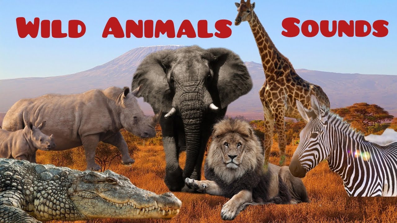 Wild Animal Sounds (10 Amazing Wild Animals Sounds for Children) # ...