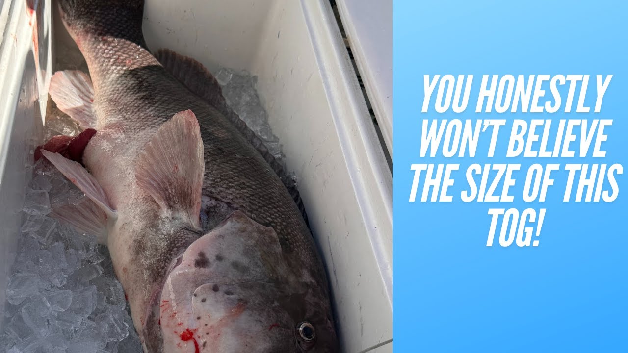 Blackfish Tournament - Big Fish in Cooler but is it Big Enough? - YouTube