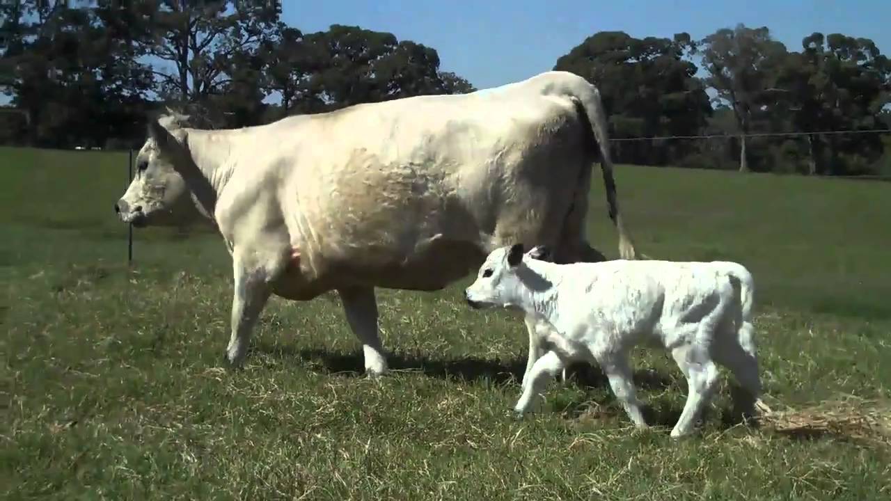 Newborn British White Heifer - Sired by J.West's S.S. Carter - YouTube
