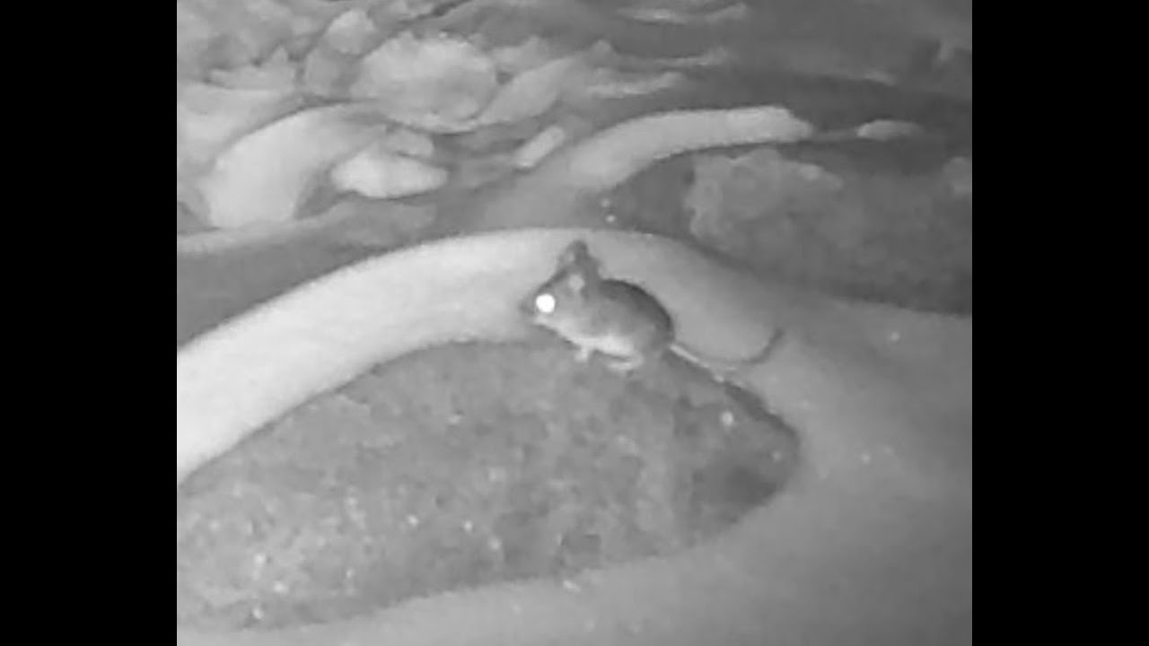 Pinyon mouse showing habitual travel path, Feb. 28 - March 1, 2025 ...