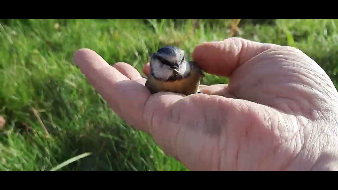 I am useful when needed and the bird flew up and off... - YouTube