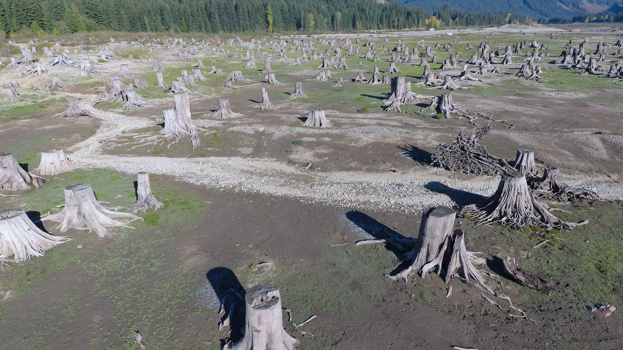 Raw Drone Footage - Death of a Forest - YouTube
