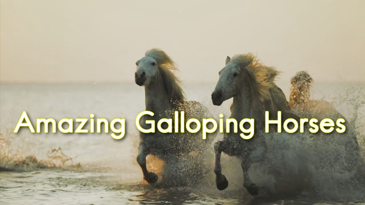 Amazing Galloping Horses - YouTube