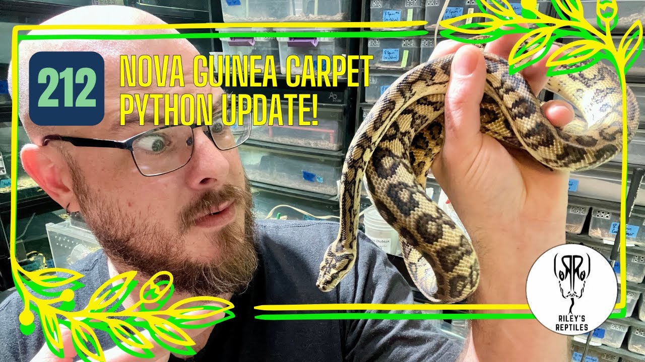 Nova Guinea Carpet Python Update! - no. 212 - YouTube