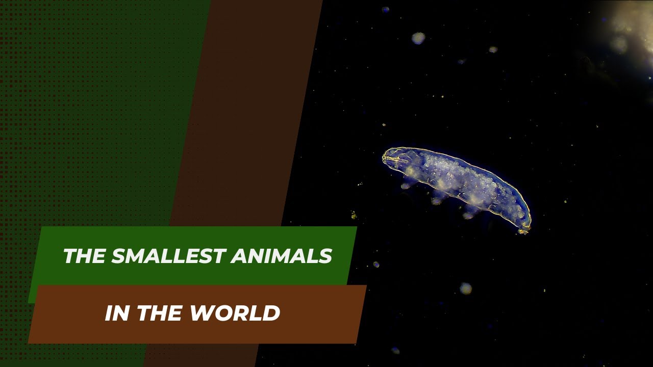 AI Talks: The Smallest Animals on Earth - YouTube