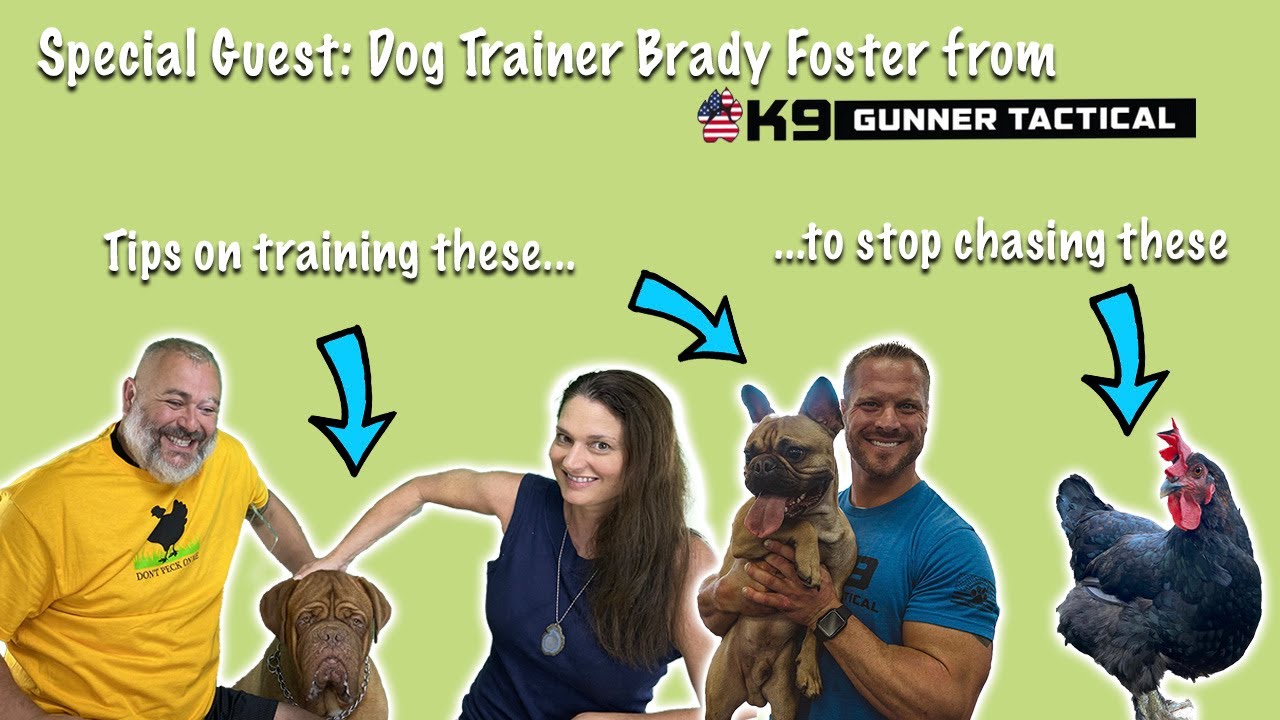 Video Chicken Live: Dogs & Chickens w/special guest Dog Trainer Brady ...