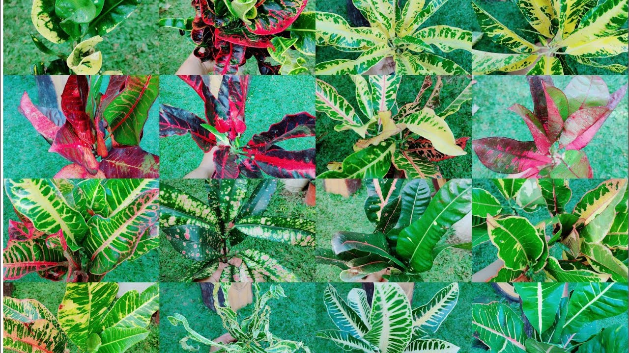 25 VARIETIES OF CROTON LOCAL RARE//LOCALLY GROWN//COLORFUL VARIETY ...