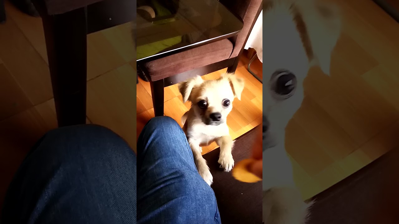 Snoopy Doopy - YouTube