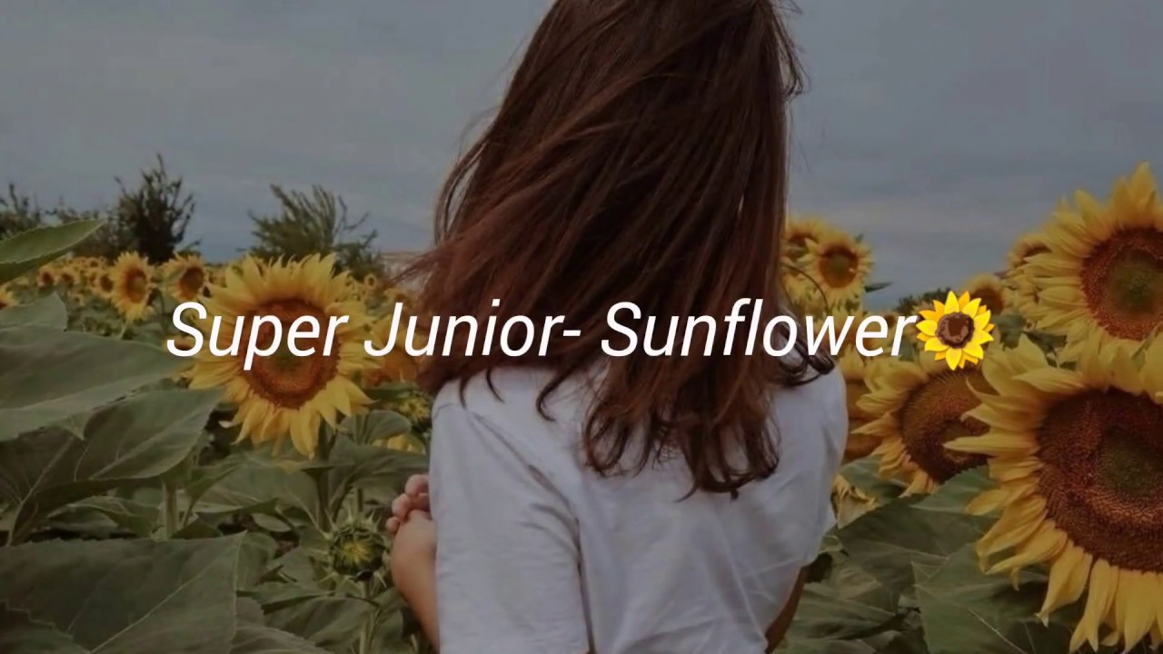 Super Junior- Sunflower [sub-español] - YouTube