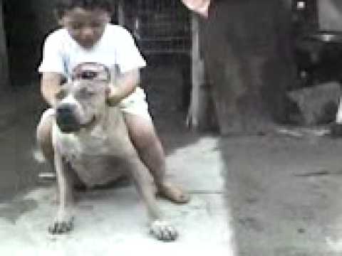 niño montando un perro en el castillo navolato ...1 - YouTube