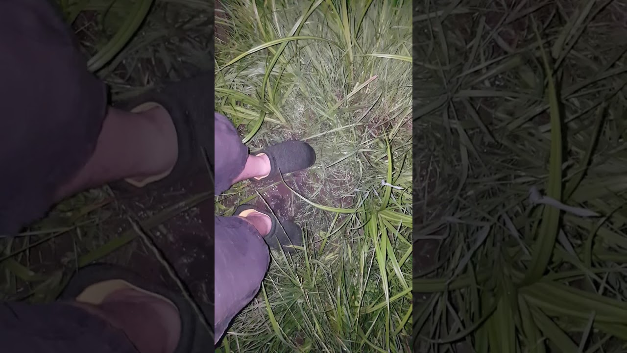 Slipper in mud - YouTube