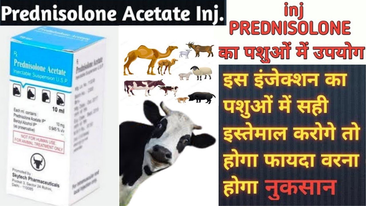 Prednisolone Acetate Injection | Prednisolone Injection | Prednisolone ...