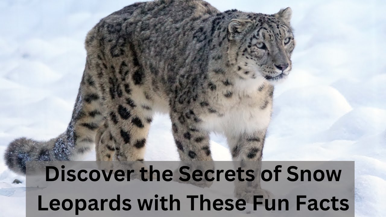 Discover the Secrets of Snow Leopards with These Fun Facts - YouTube