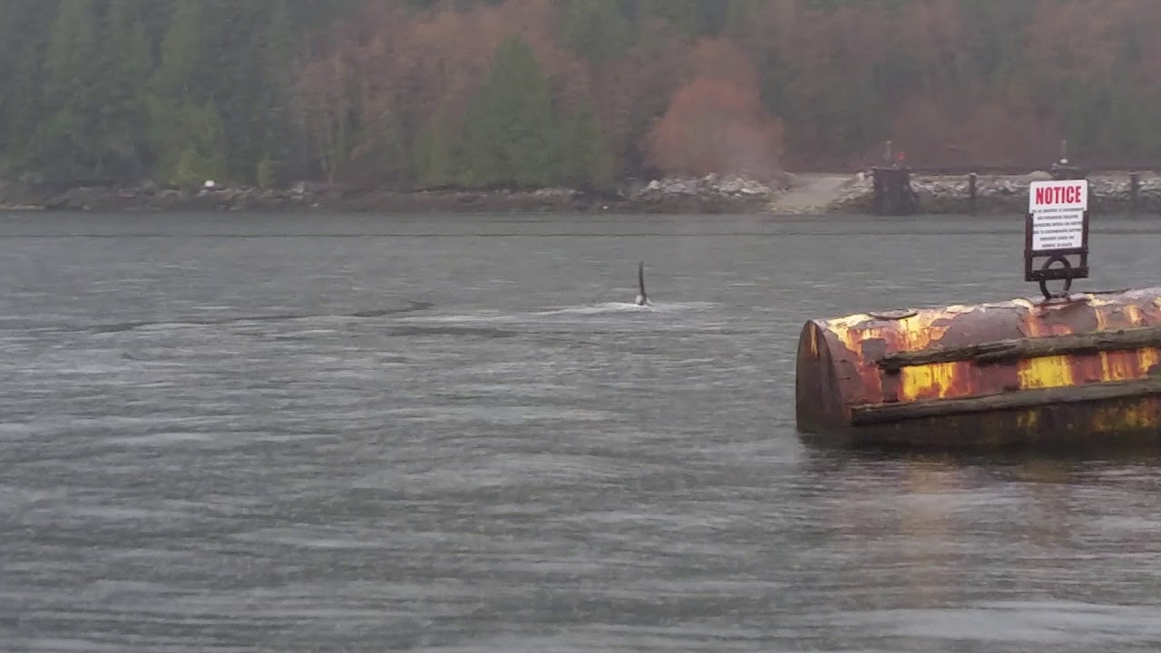 Orcas in Howe Sound, Squamish Harbour 2 - YouTube