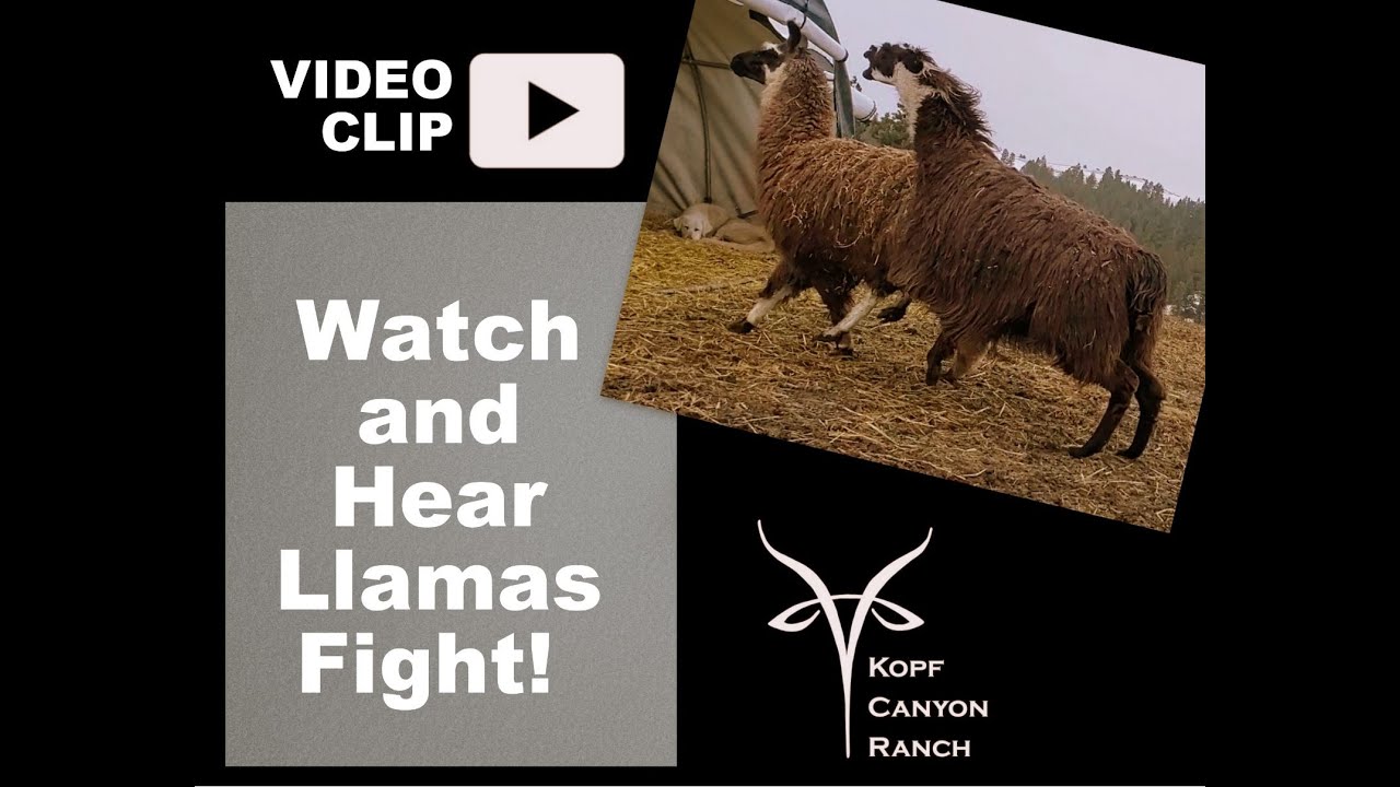 Llamas Fighting - YouTube