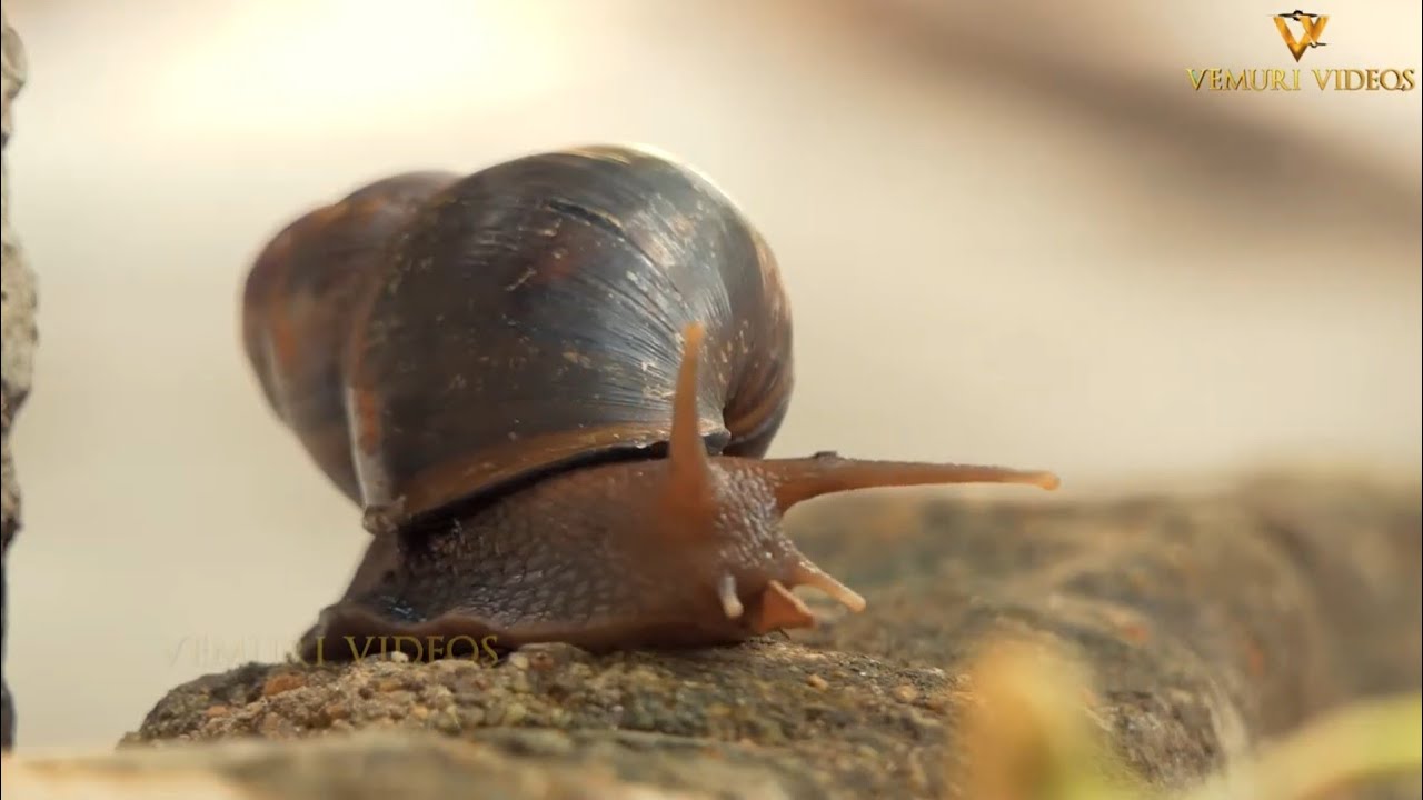 SNAIL'S CLIMBING - YouTube