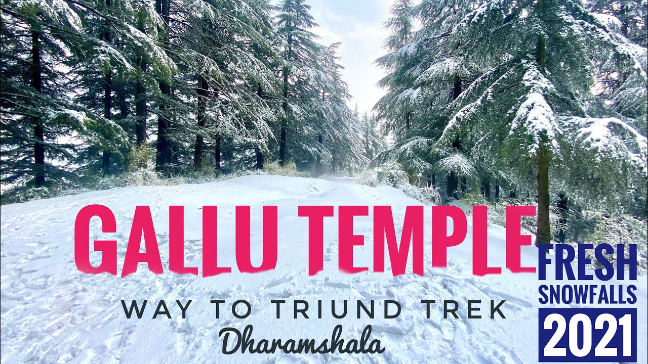 Dharamkot to gallu devi mandir trek//way to triund trek//fresh ...