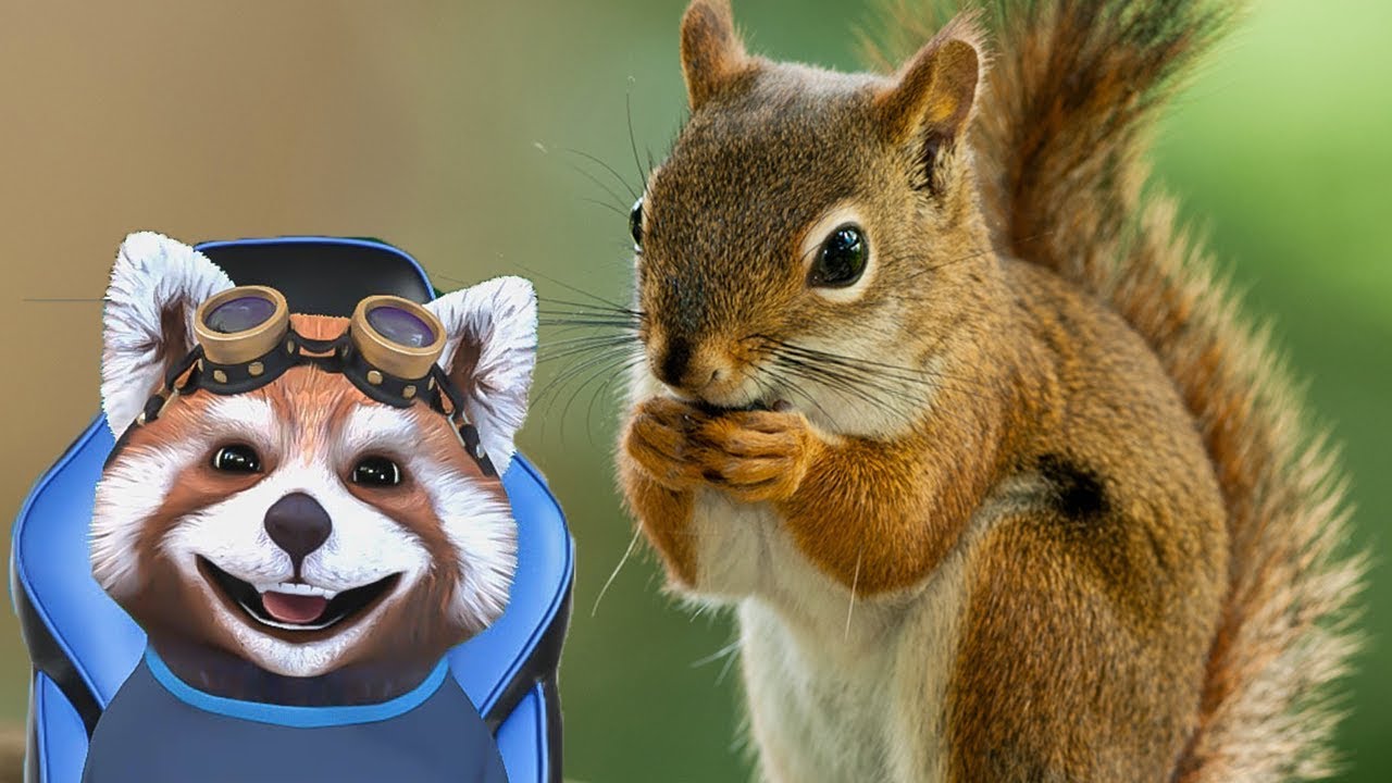 O ZI DIN VIATA UNEI VEVERITE ! - YouTube