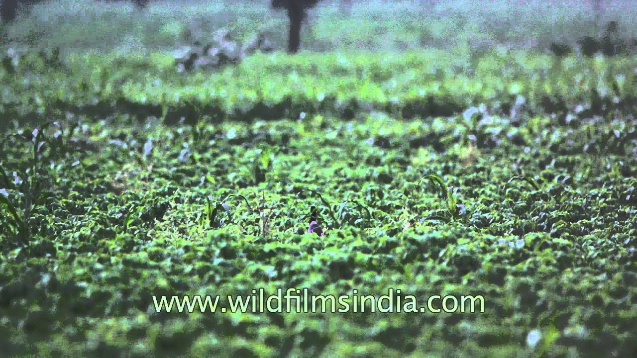 The extraordinary mating display of Lesser Florican - YouTube
