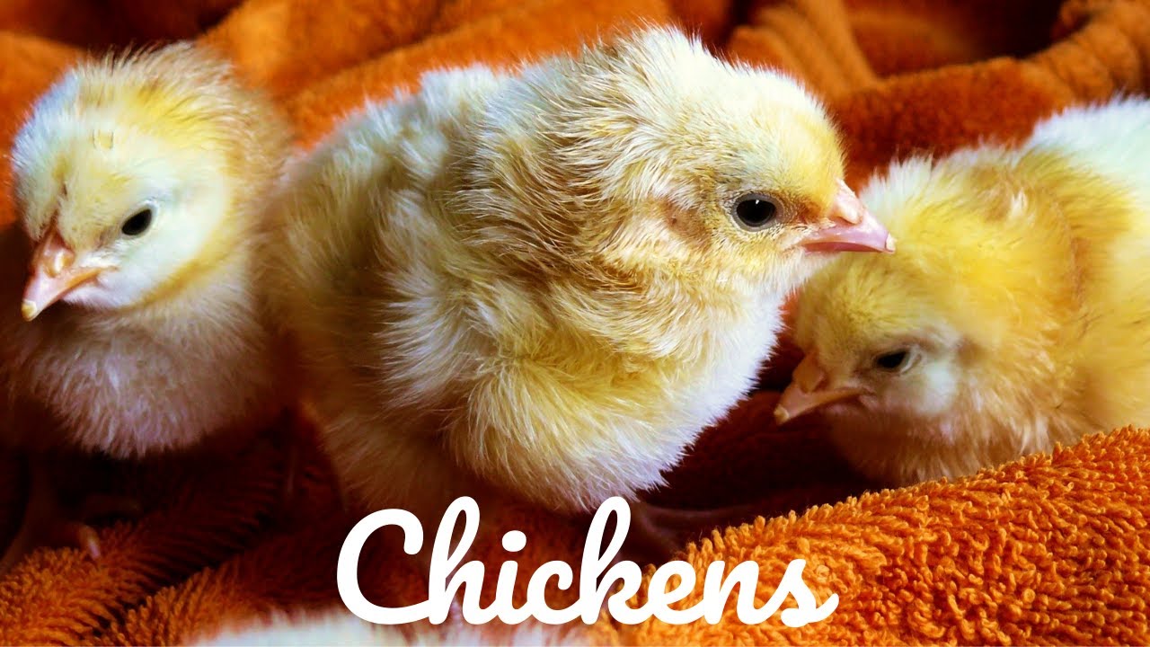 Relaxing Music For Stress Relief - Chickens - 3 HOURS of Calming ...