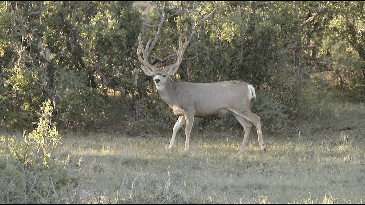 Giant Colorado Muleys- Web Promo- Winchester Deadly Passion - YouTube