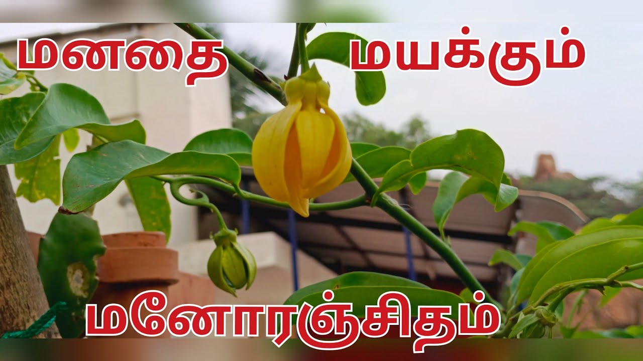 மனதை மயக்கும் மனோரஞ்சிதம் எங்கள் வீட்டில் mesmerizing manoranjitham ...